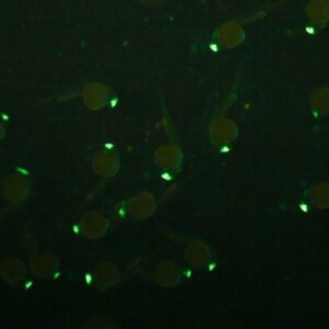 Fluorescent Zebrafish - NIGHTSEA Stereo Microscope Fluorescence Adapter ...