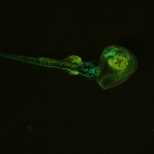 Fluorescent Zebrafish - NIGHTSEA Stereo Microscope Fluorescence Adapter ...