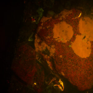 Fluorescence at the Seacoast Science Center - NIGHTSEA