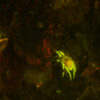 Fluorescence at the Seacoast Science Center - NIGHTSEA