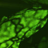 Fluorescence at the Seacoast Science Center - NIGHTSEA