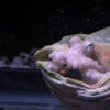 Fluorescence at the Seacoast Science Center - NIGHTSEA