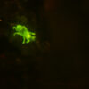 Fluorescence at the Seacoast Science Center - NIGHTSEA