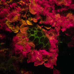 Underwater Fluorescence Photographs - James Lynott - NIGHTSEA
